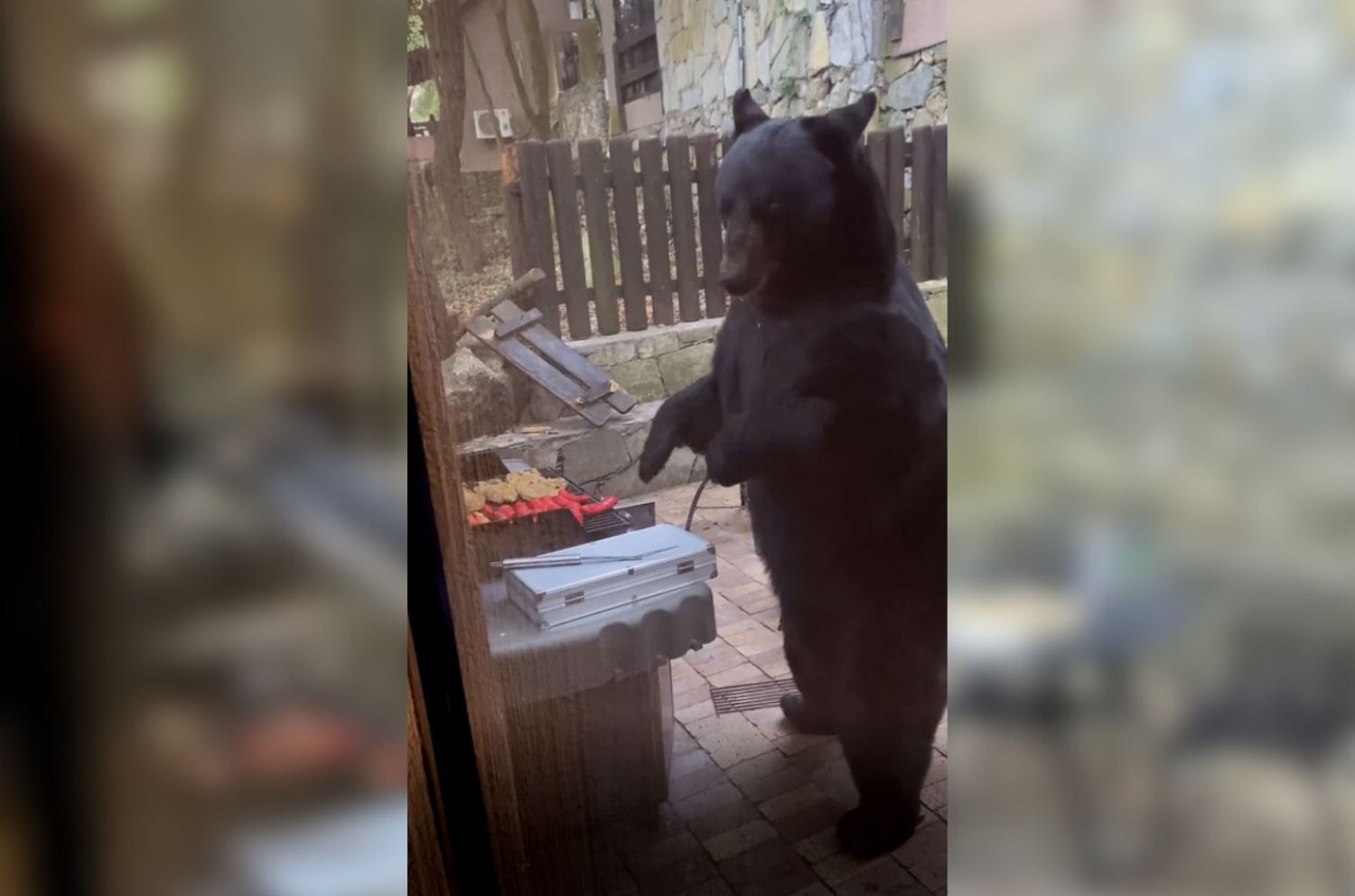 Captan a oso 'asando' una carnita asada en Chipinque