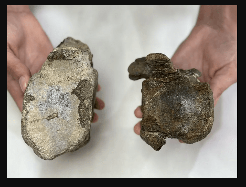 Hallan en Teruel y Valencia, España raros fósiles de ornitópodos