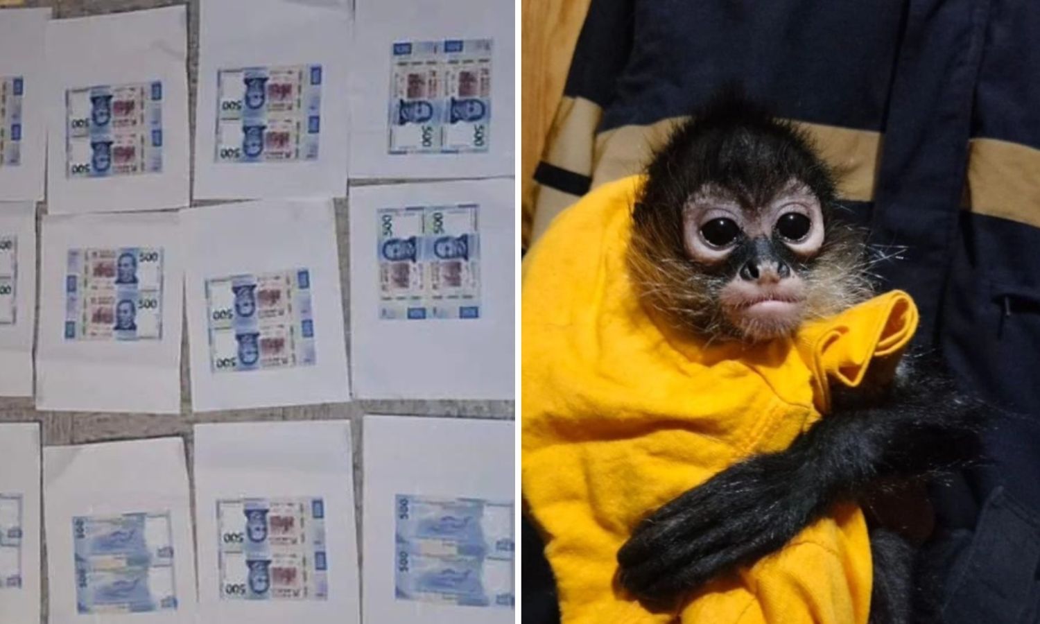 Caen falsificadores de billetes en la CDMX; les aseguran un mono