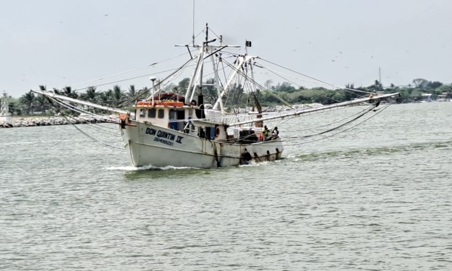 Termina veda de camarón; embarcaciones se hacen a la mar