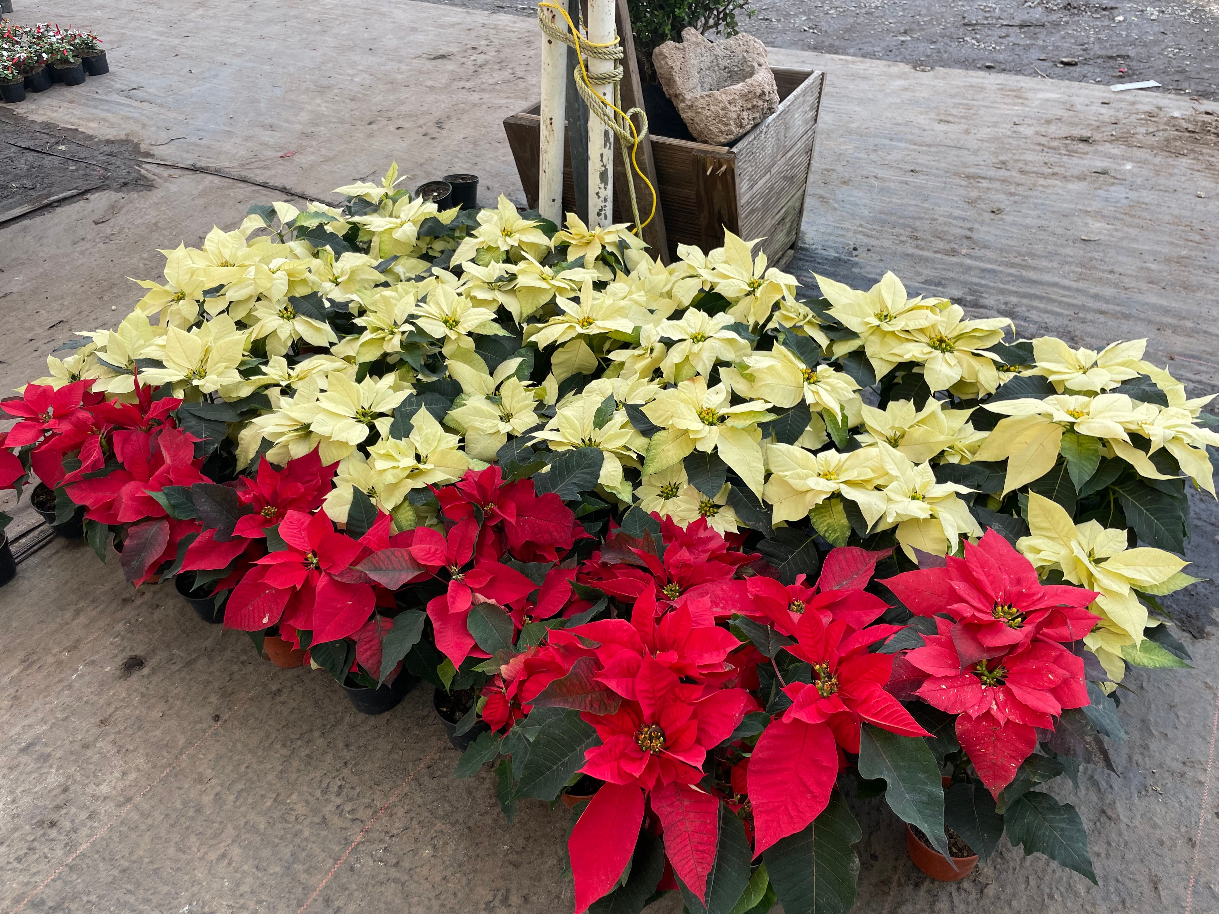 Este es el significado de la flor de Nochebuena en la Navidad