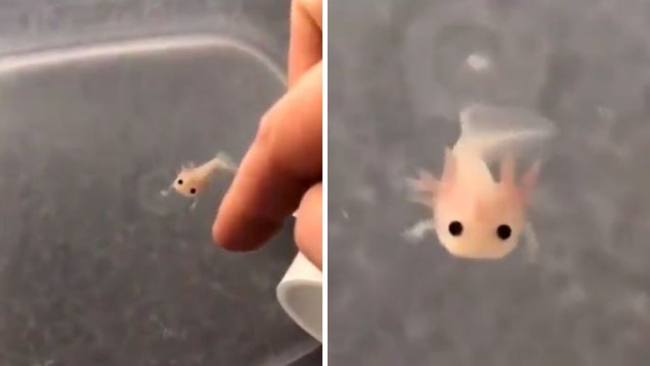 ¡Ternurita! Ajolote bebé causa sensación en redes sociales