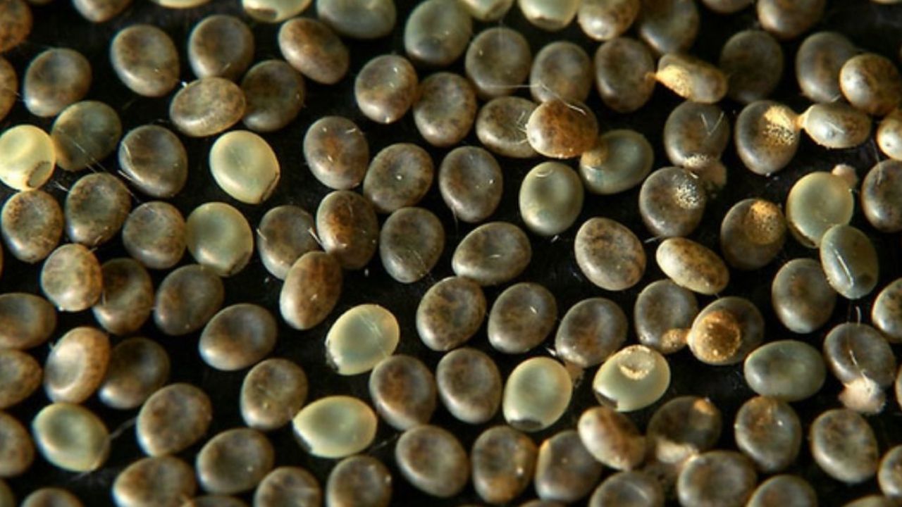 ¿Caviar mexicano? Fomentan el ahuautle como alimento alternativo