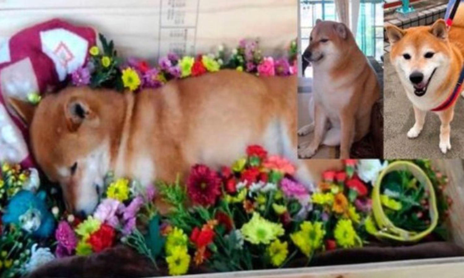 Muere 'Cheems', la famosa perrita de los memes y stickers