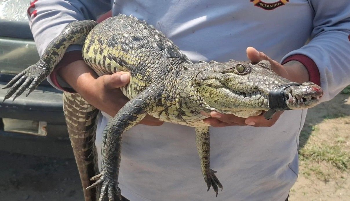 Capturan cocodrilo en colonia Monte Alto de Altamira
