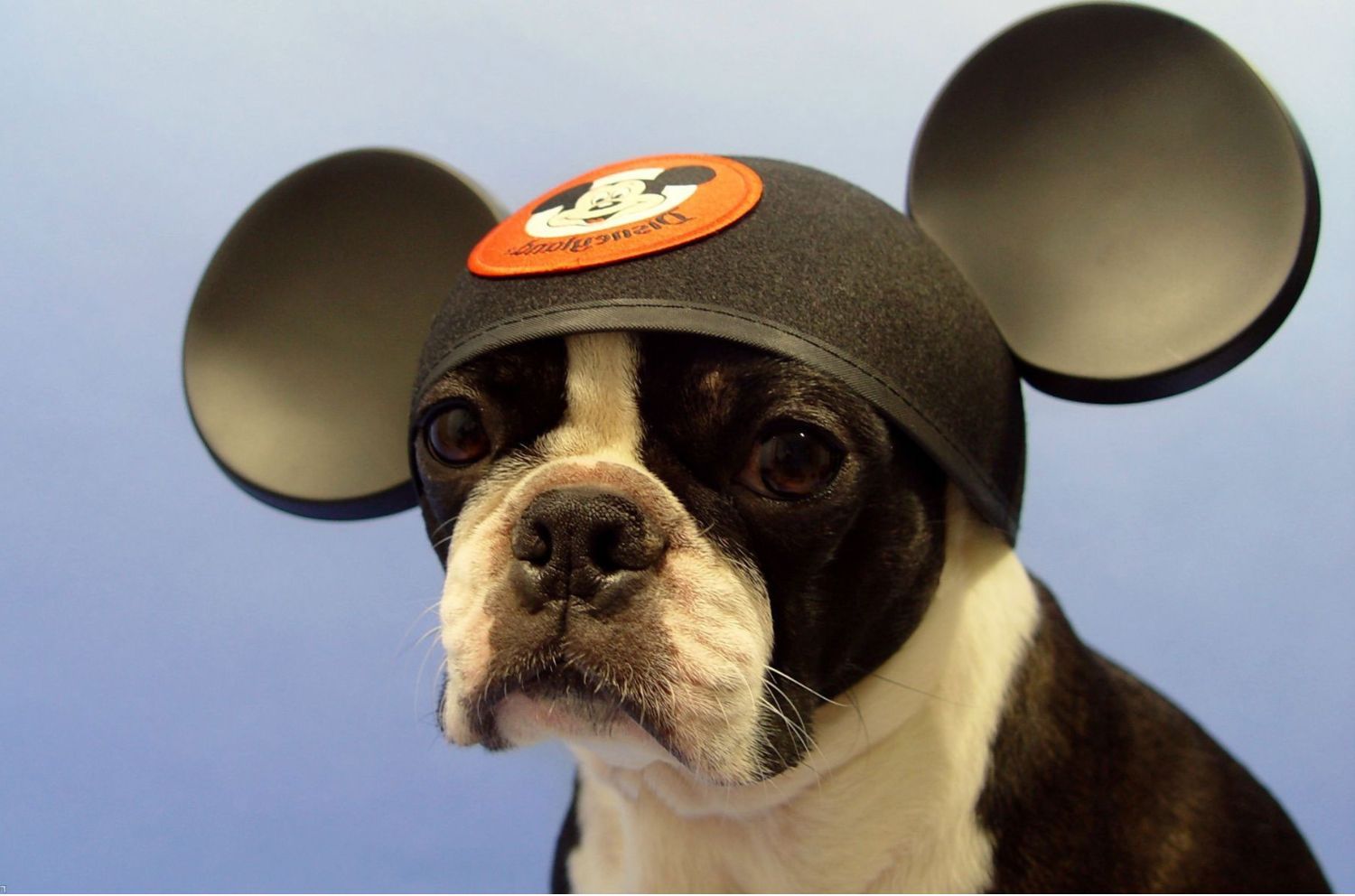 Es Mickey Mouse Un Perro