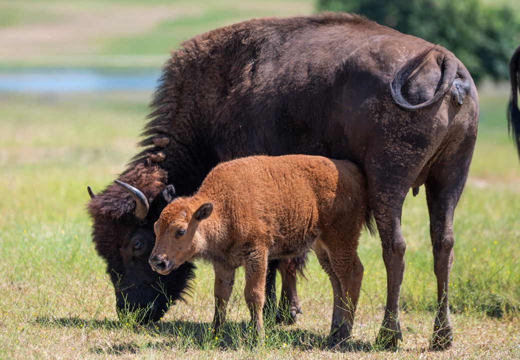 Nace cría de bisonte americano en reserva natural en NL