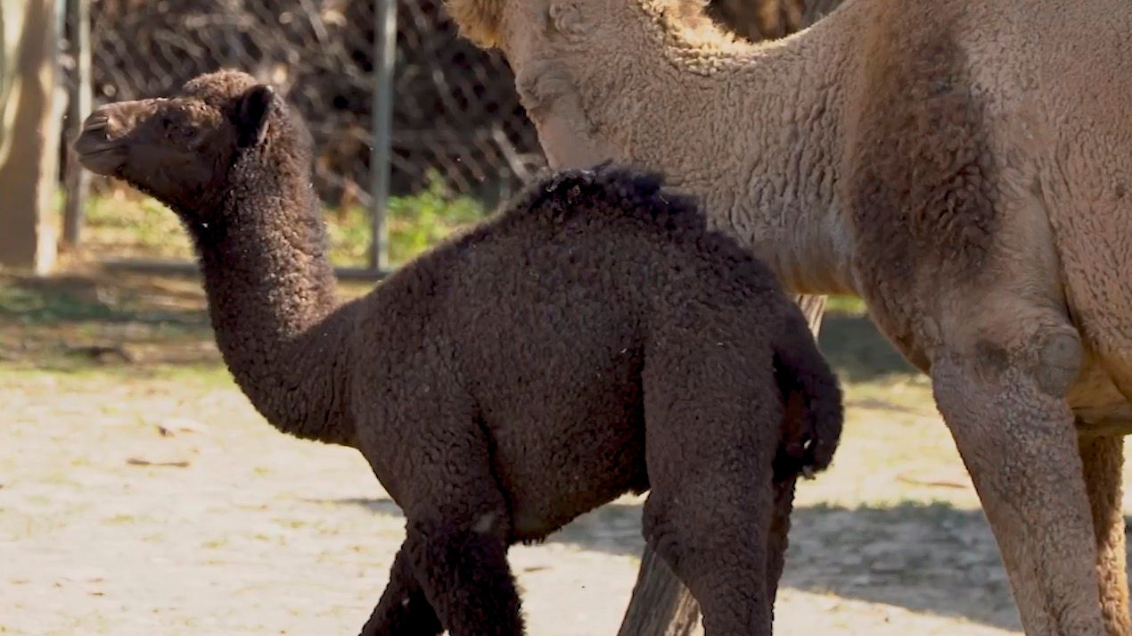Nace un dromedario en el Zoológico La Pastora