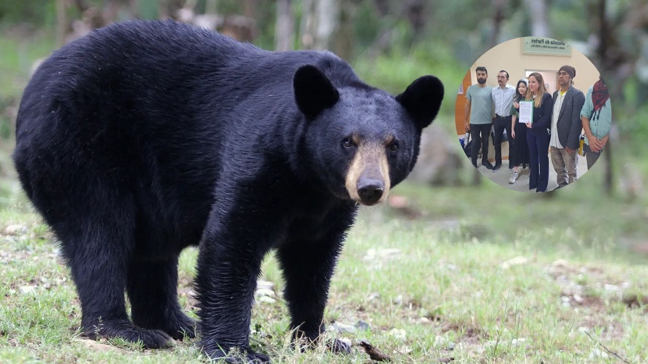 Exigen más protección para evitar ataques de osos en Chipinque