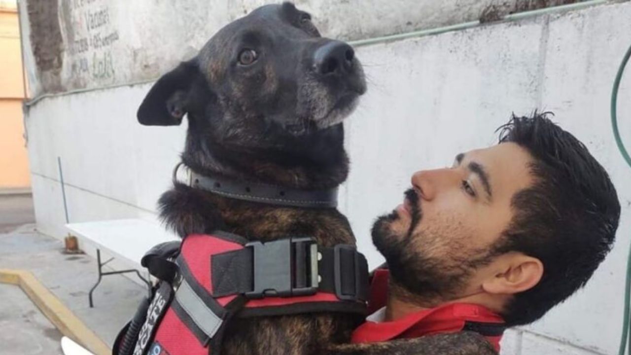 Fallece perro rescatista que colaboró en el sismo de 2017