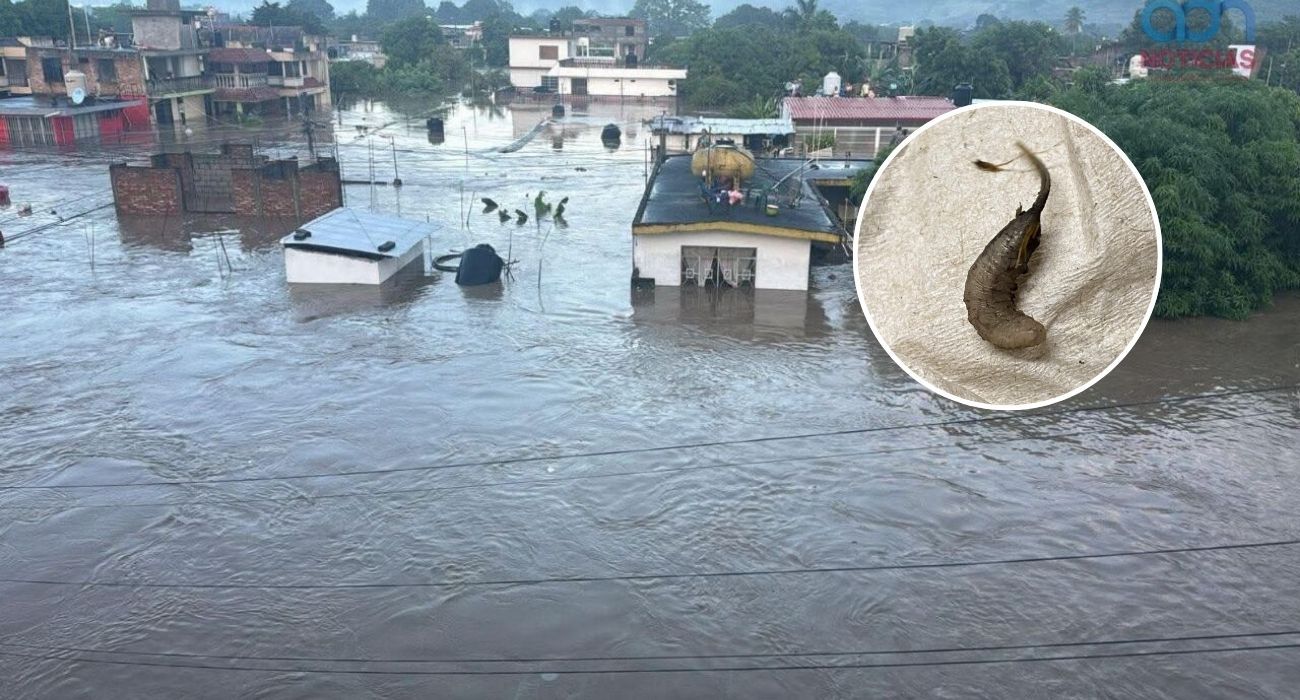 Aparecen 'gusanos cola de rata' tras inundaciones en Veracruz