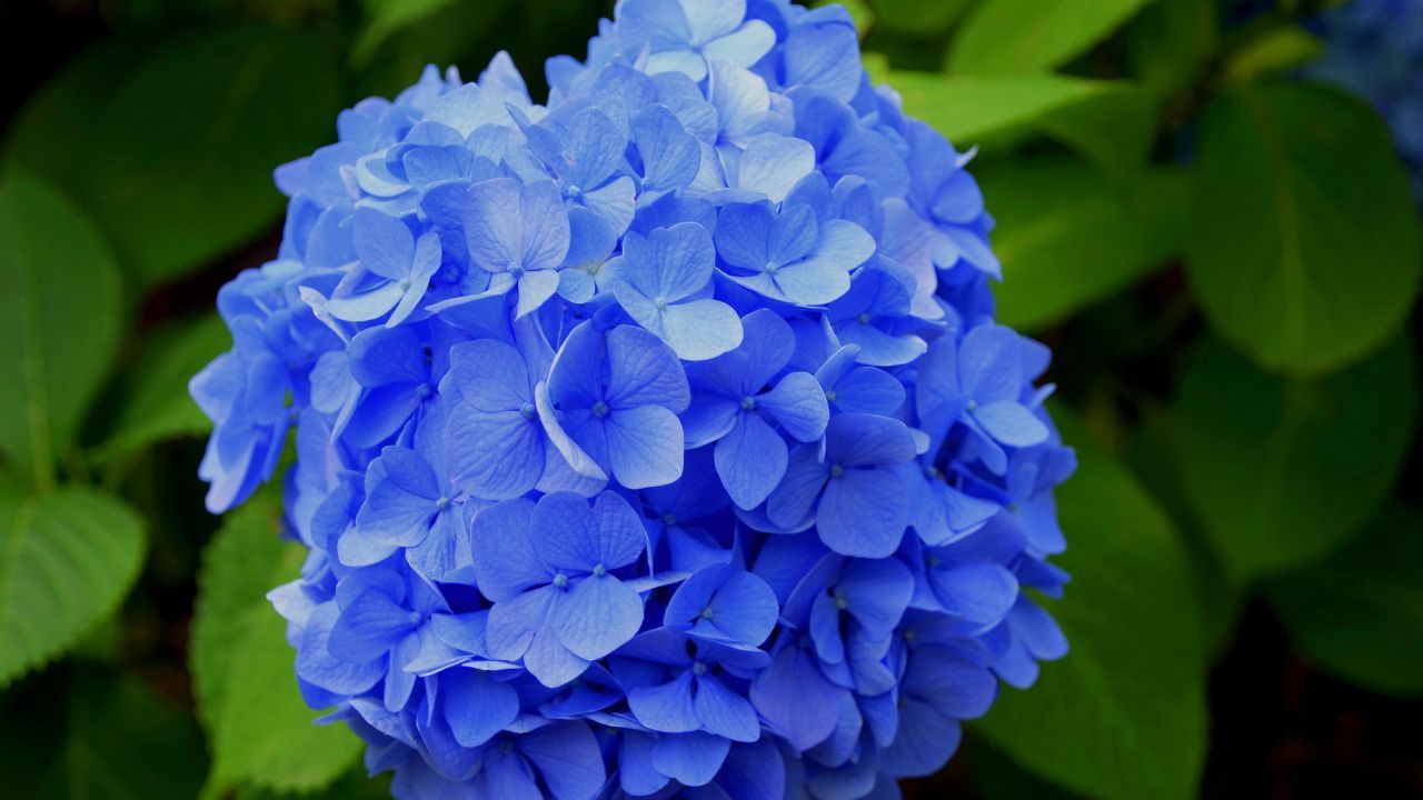 ¿Por qué se regalan flores azules este 3 de octubre?
