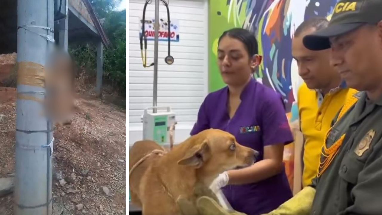 Indignación Por Perro Amarrado Con Cinta Adhesiva En Poste