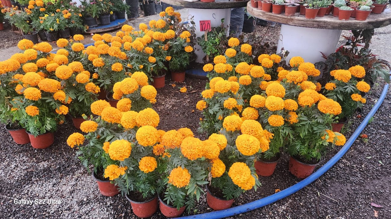 Comienza la alta venta de la Flor de Cempasúchil