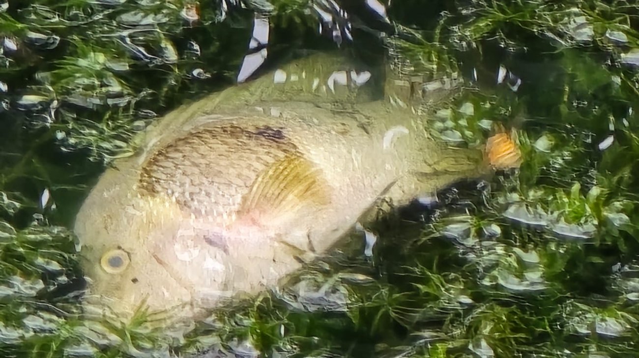 Descargas de drenaje contaminan el río Pilón en Montemorelos