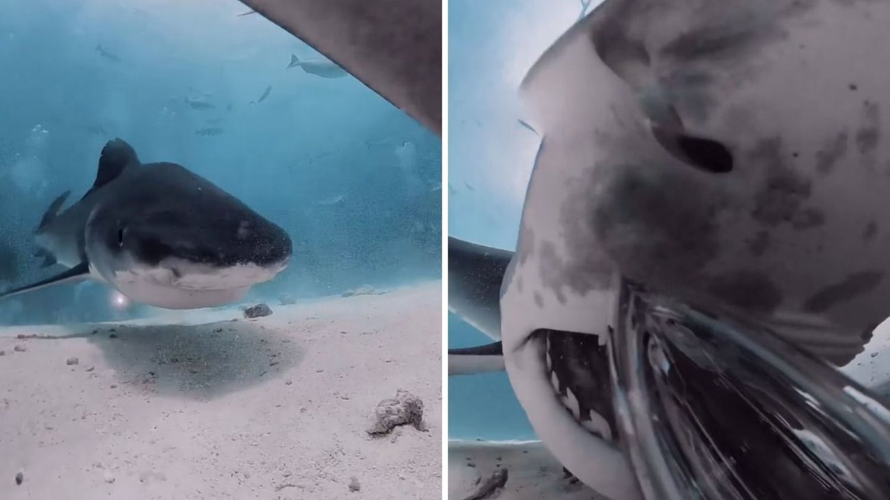 Tiburón se traga una cámara y así es su fascinante interior
