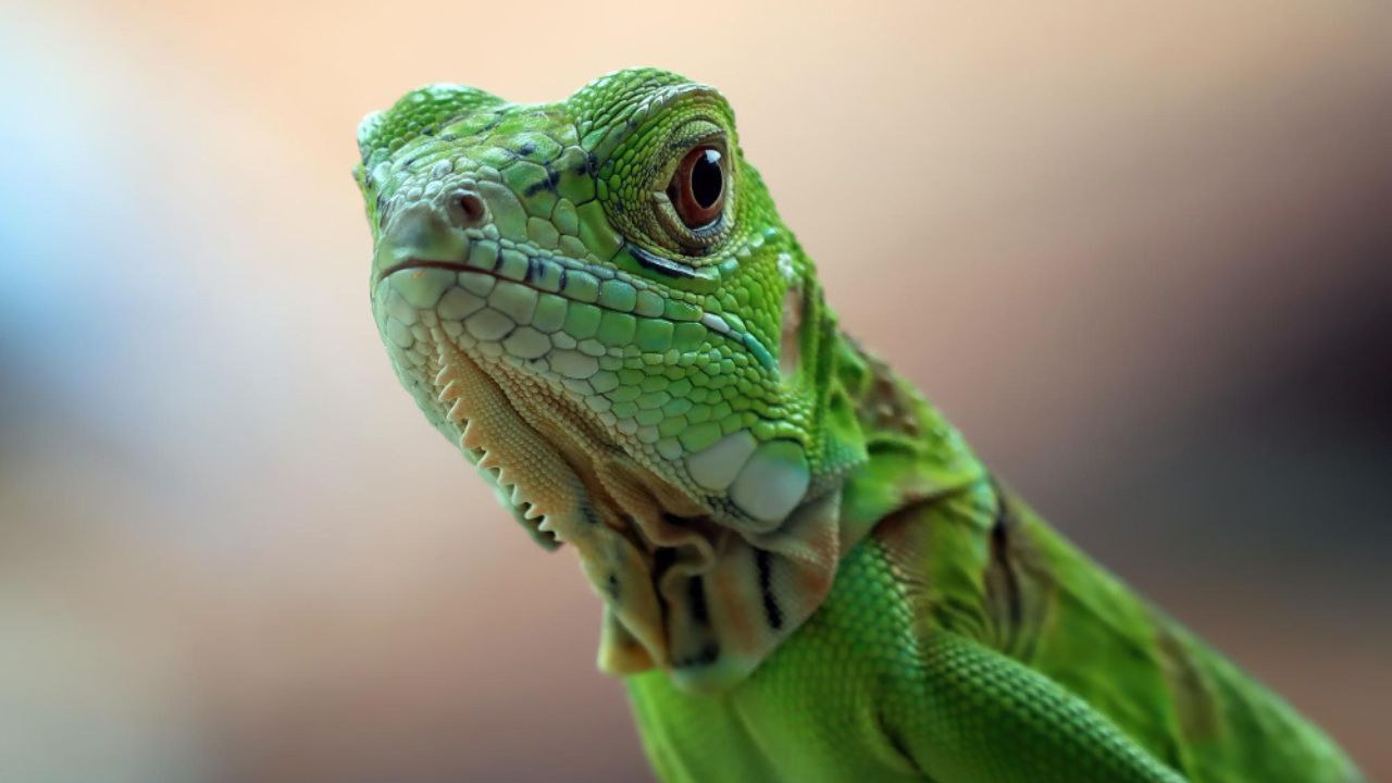 Nombran nueva especie de lagartija como líder de Iron Maiden