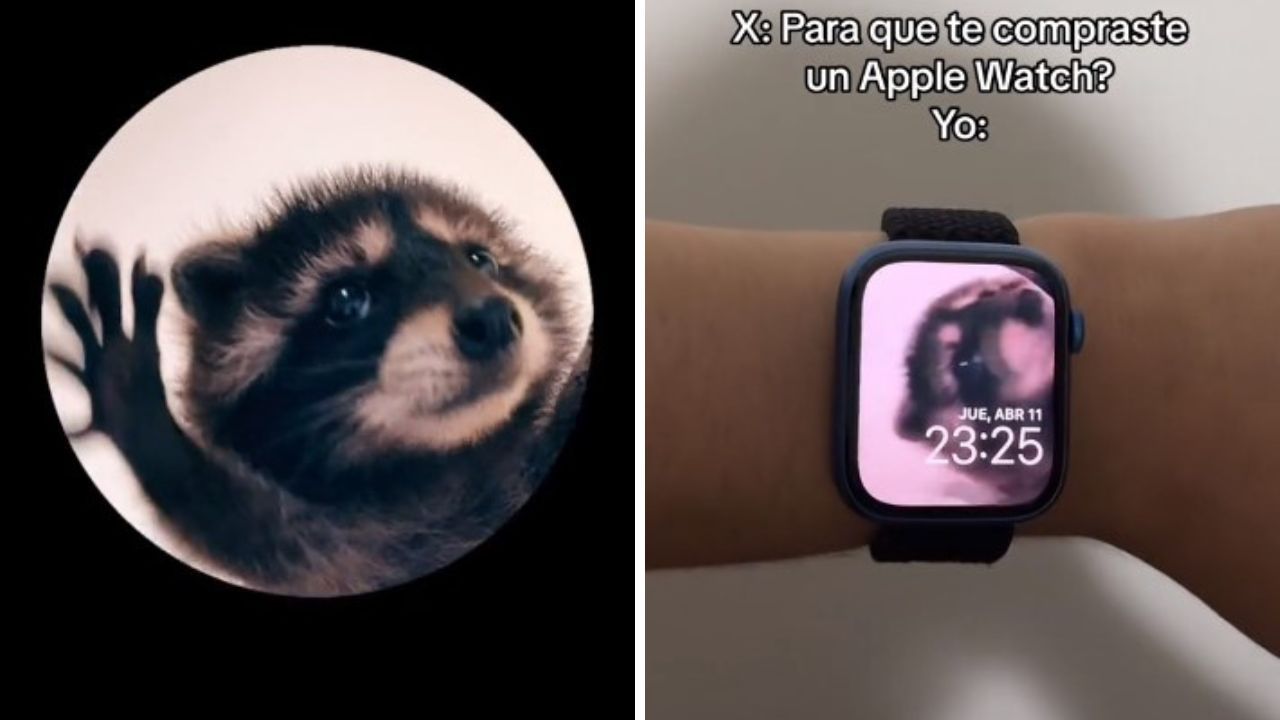 ¡Pedro, Pedro! El origen del video del mapache bailarín