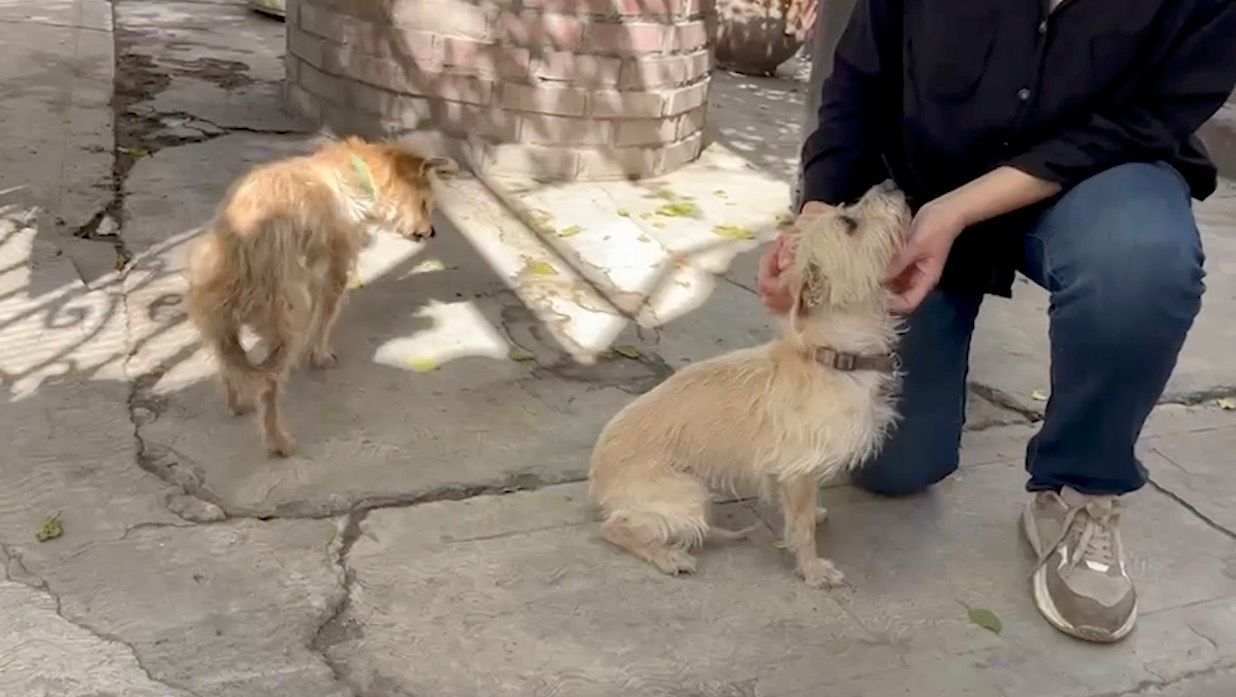Dale a tu mascota un adiós digno y lleno de amor