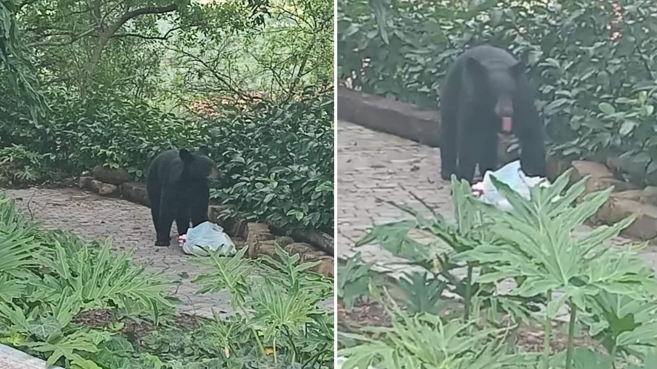 Oso abre microondas y 'roba' lonches en Valle Alto