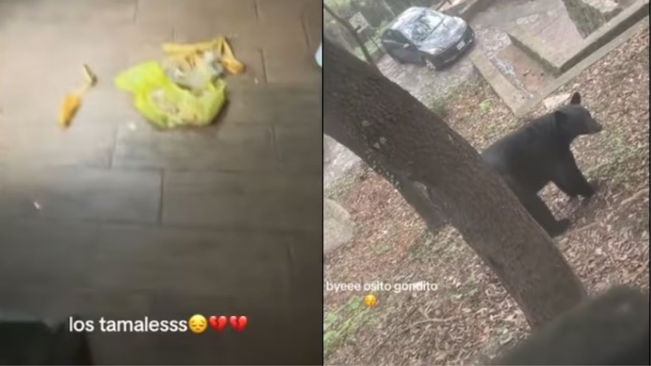 Oso irrumpe en cabaña de Chipinque y arrasa con tamales