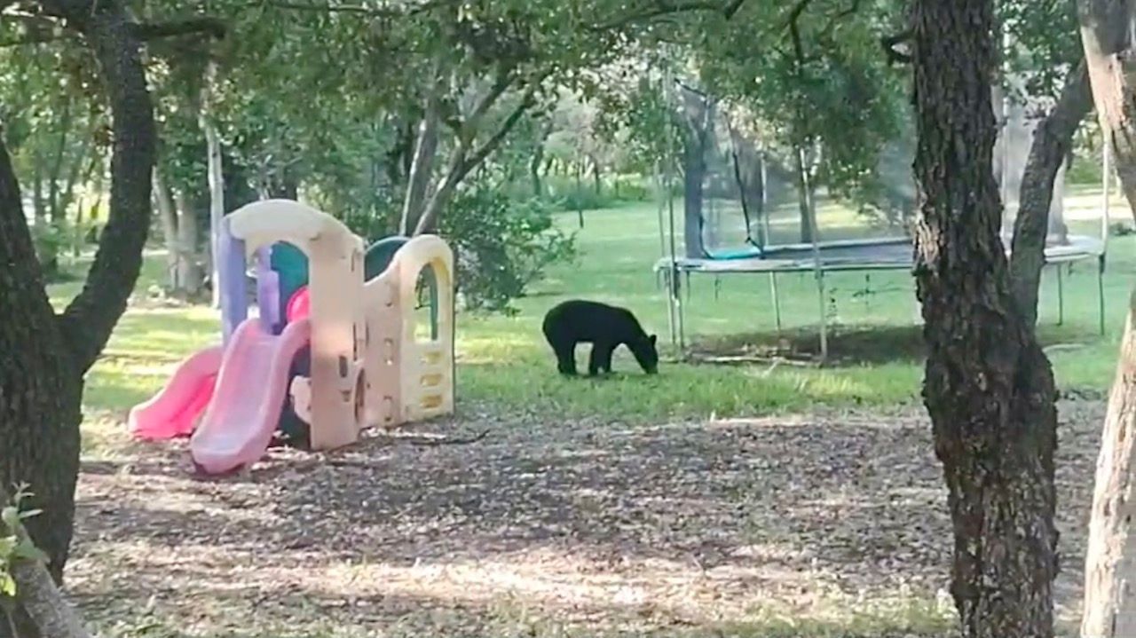 Se pasea oso por jardines de la colonia Villas La Rioja