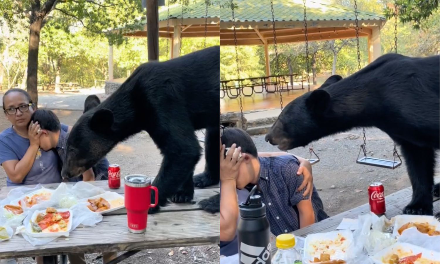 ¡A centímetros! Gran oso roba comida de familia en Chipinque