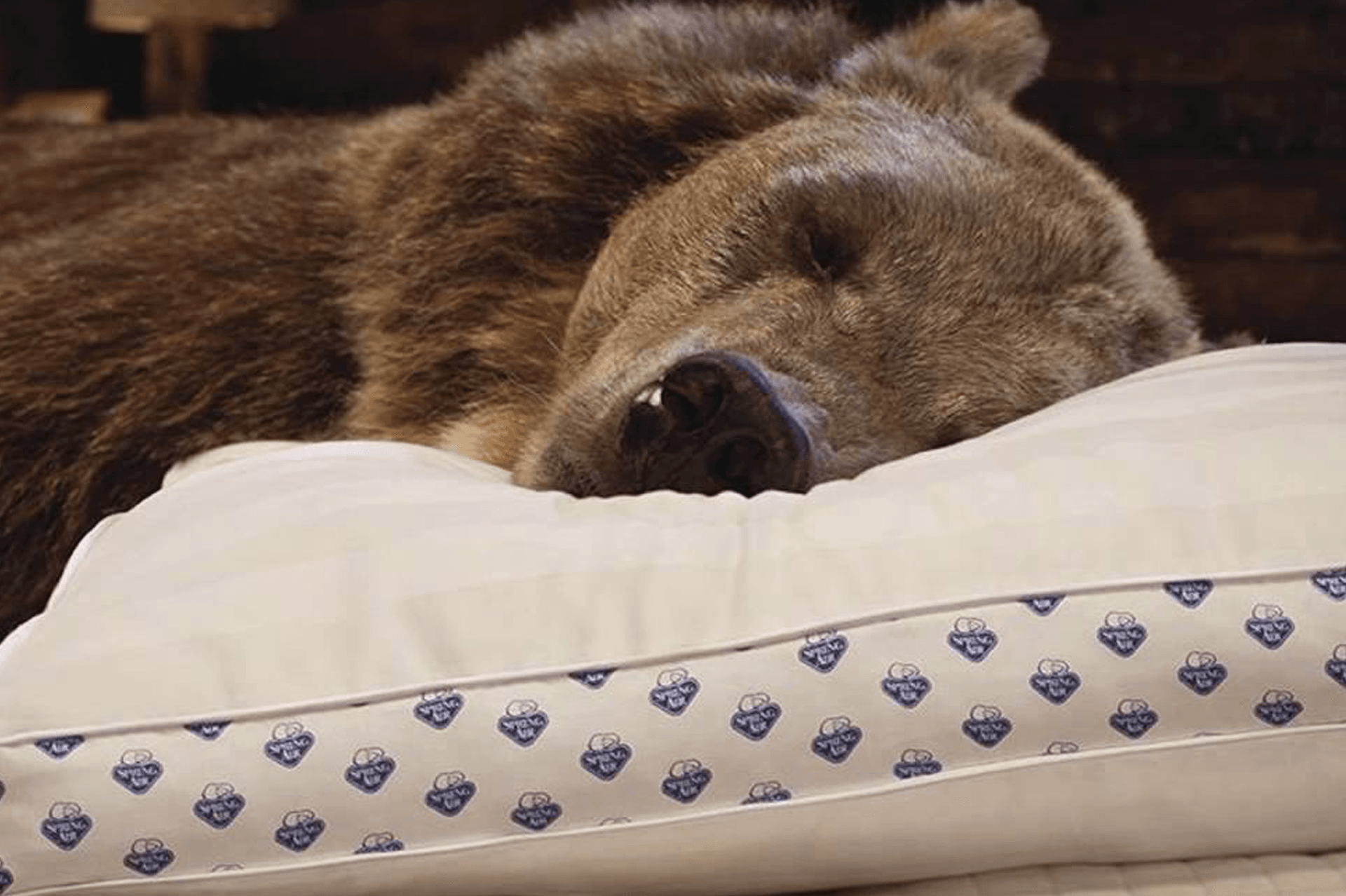 Se viraliza oso dormido en pose de anuncio de colchones