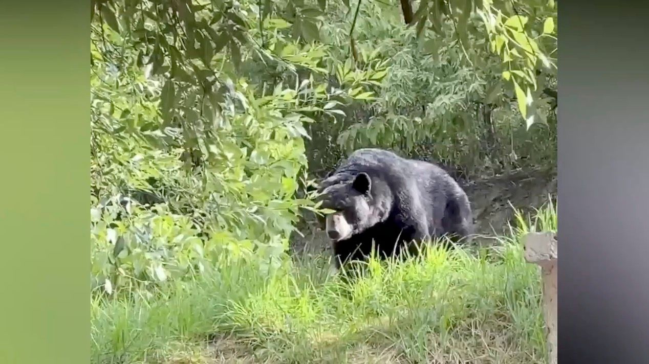 Lideran Monterey y San Pedro avistamientos de osos