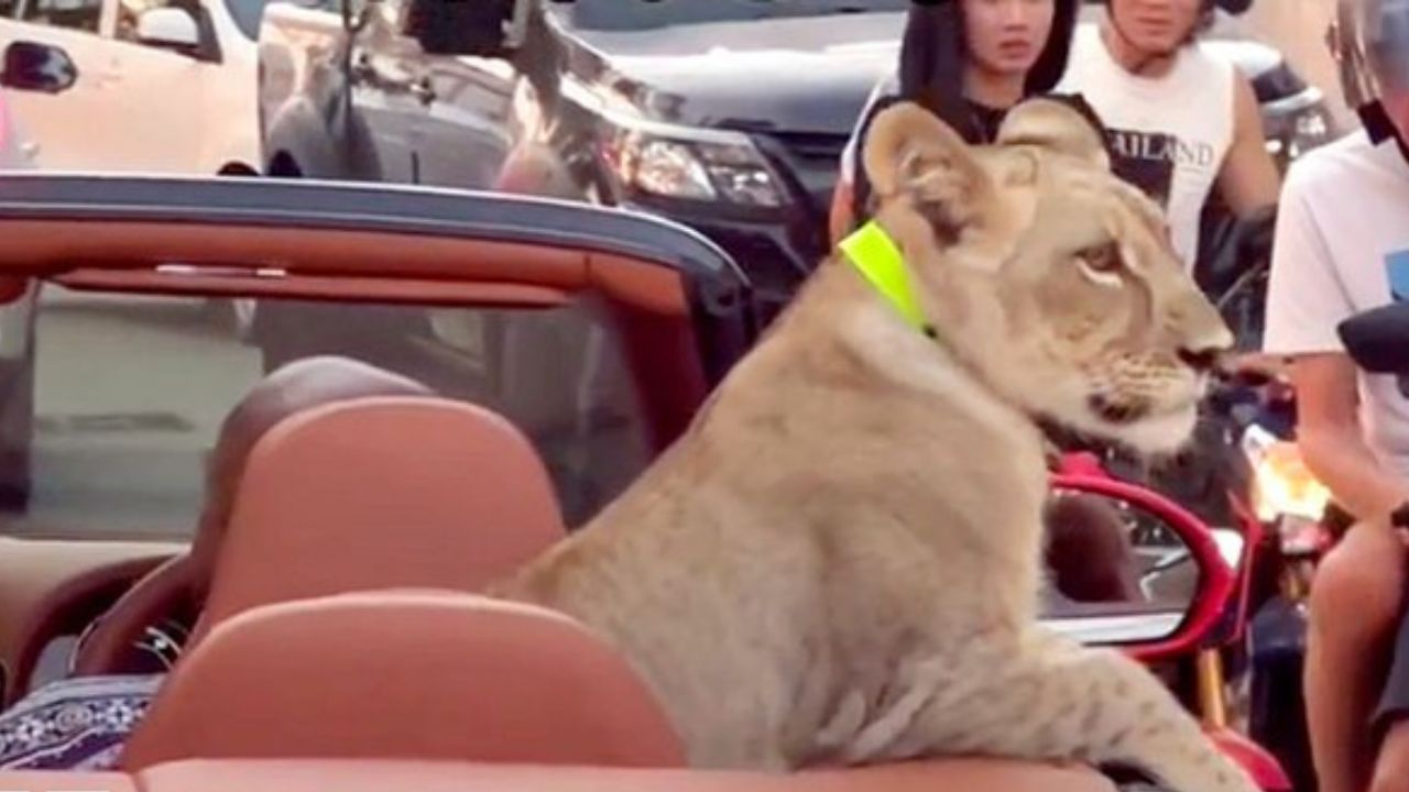 Viral: Sacan a pasear a león en un Bentley convertible
