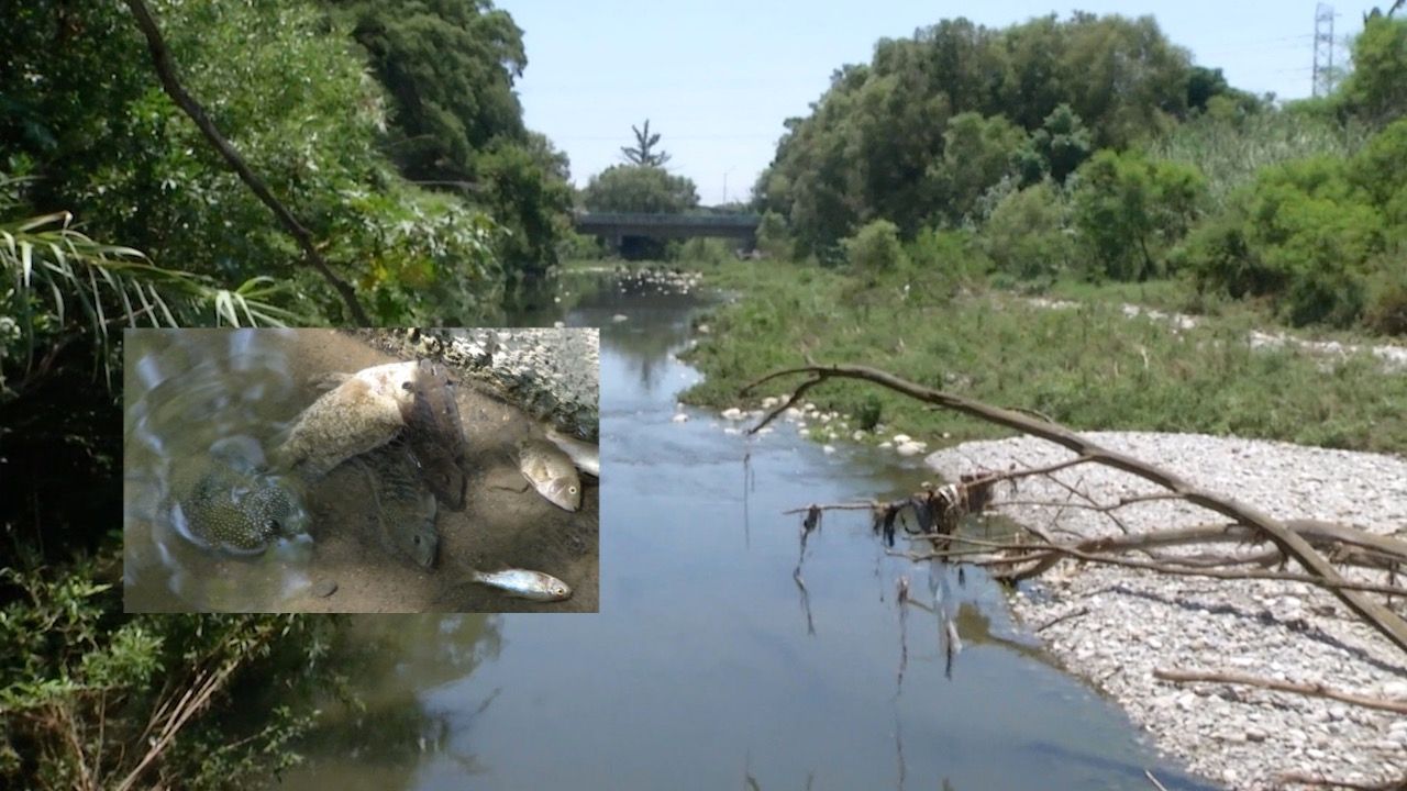 Miles de peces amanecen muertos en el río La Silla
