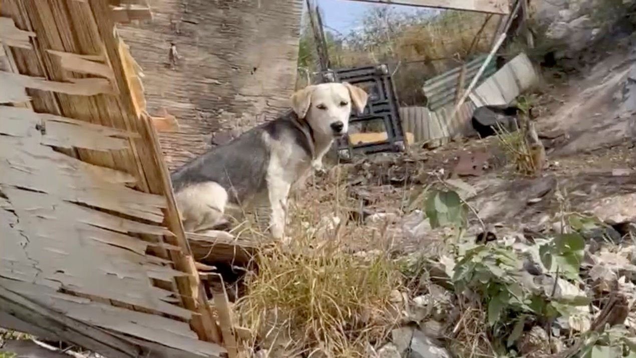 Avisa perrito de incendio en domicilio y salva a su dueño