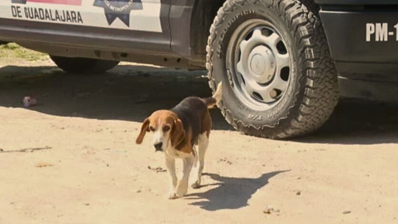 ¡Macabro! Perro pasea con brazo humano en Zapopan