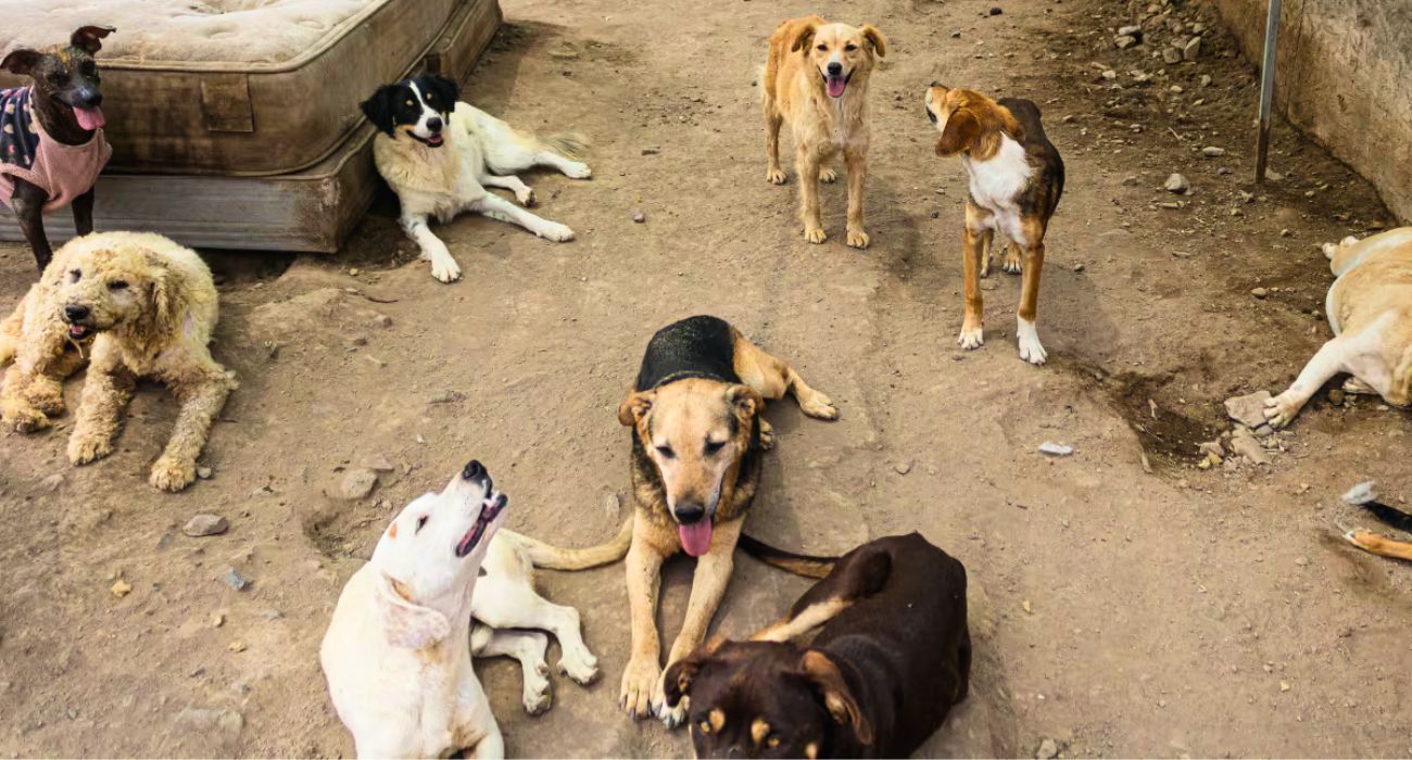 Estrellas de Bollywood protestan por retirar a perros de la calle