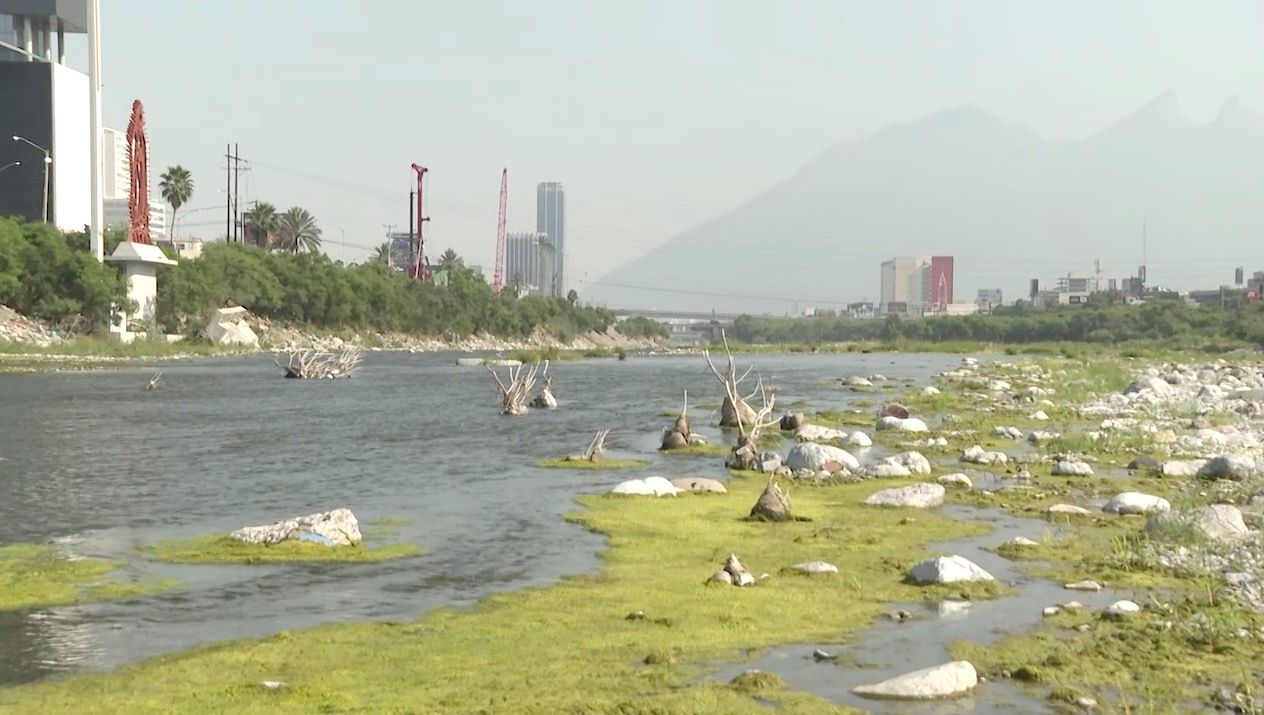 Renace flora y fauna en el río Santa Catarina