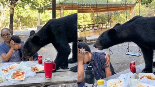 Vienen de vacaciones y se topan con oso en Chipinque
