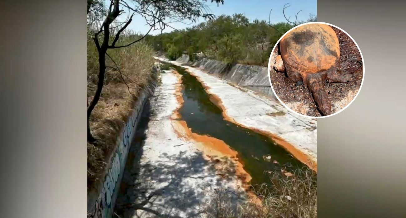 Evidencian muerte de animales tras derrame de Ternium